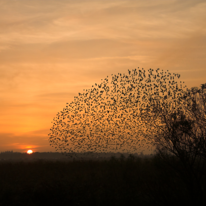 Sort Sol weekendtur - Tøndermarsken - KlubUd