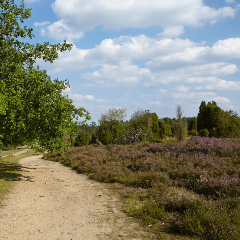 Vandretur ved Harrild Hede - KlubUd