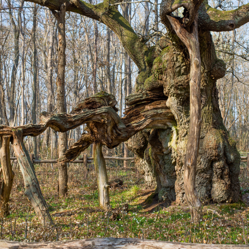 Vandretur - Kongeegen 6 km - KlubUd